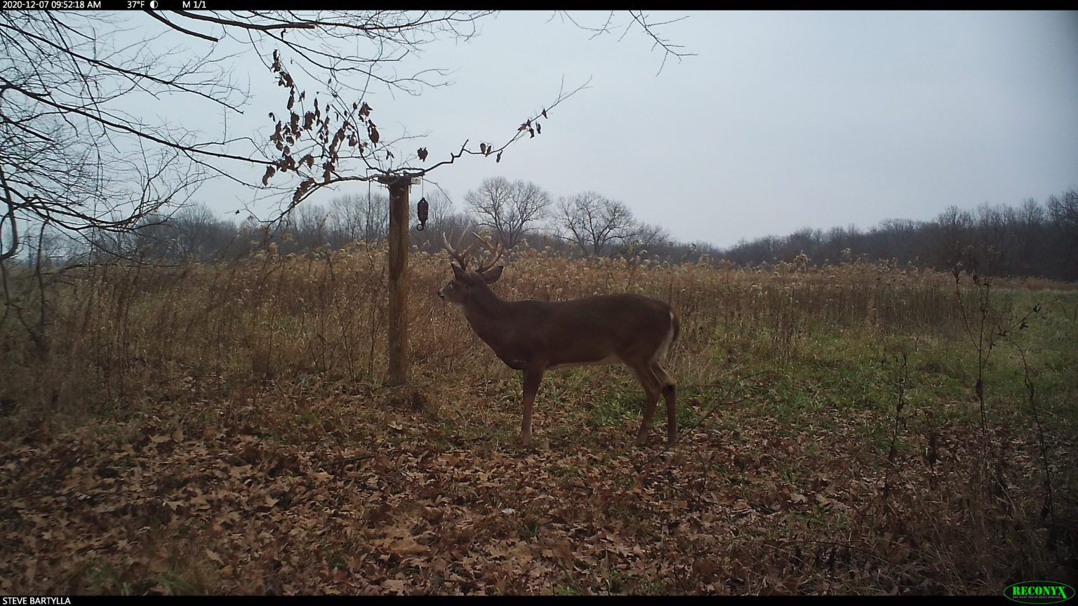 Master Whitetail Phases | Understanding Mature Bucks