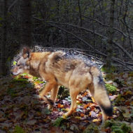 Why We Need Wolf Management | Deer & Deer Hunting
