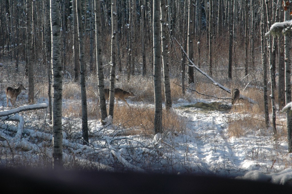 Understanding the Metabolism of the Wintering Whitetail