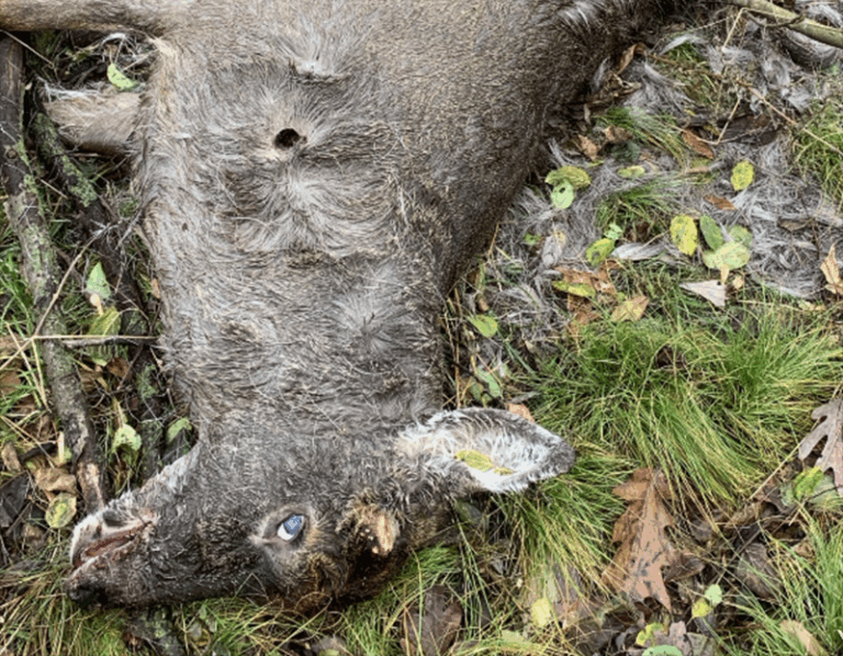 Woman Pleads Guilty to Role in Poaching More Than 100 Deer